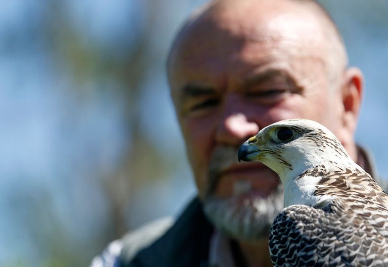 The bloody, lucrative world of falcon breeding | The Week