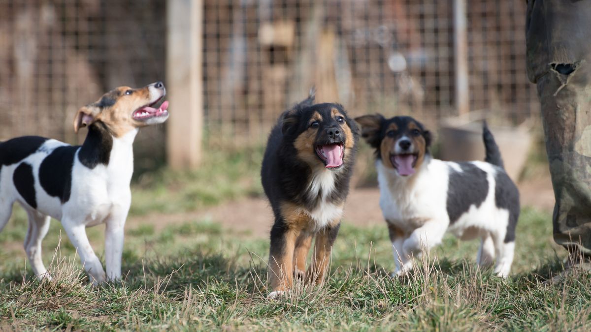 32 differences between a puppy and a dog | PetsRadar