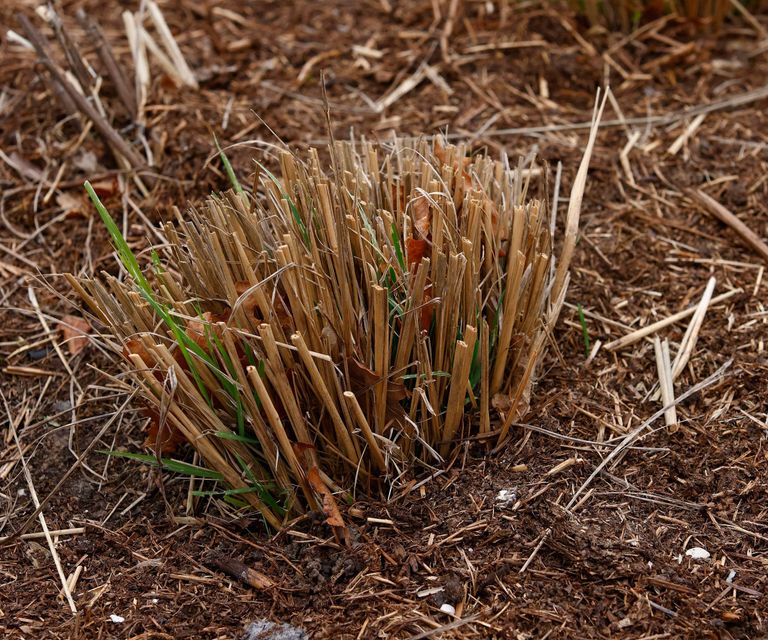 Expert tips for how and when to cut back fountain grass | Homes and Gardens
