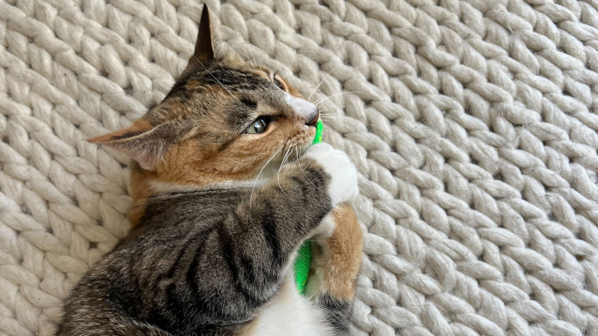 The 6 best cat toys, tried and tested by our feline friends | PetsRadar