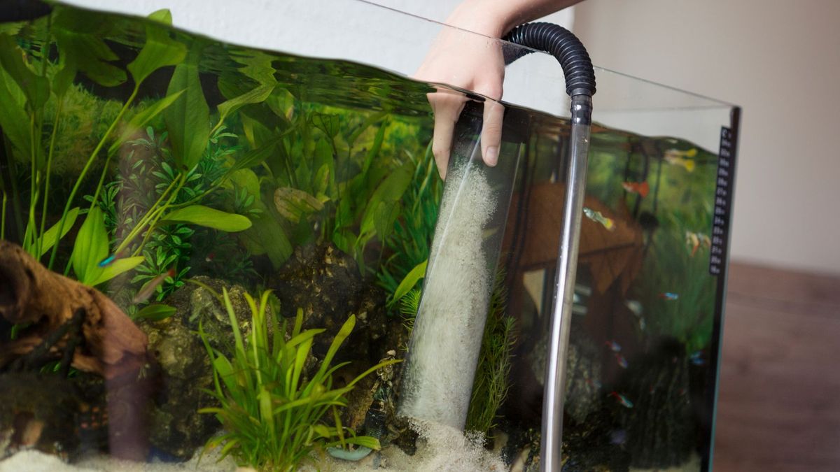 32 tips for taking care of fish | PetsRadar