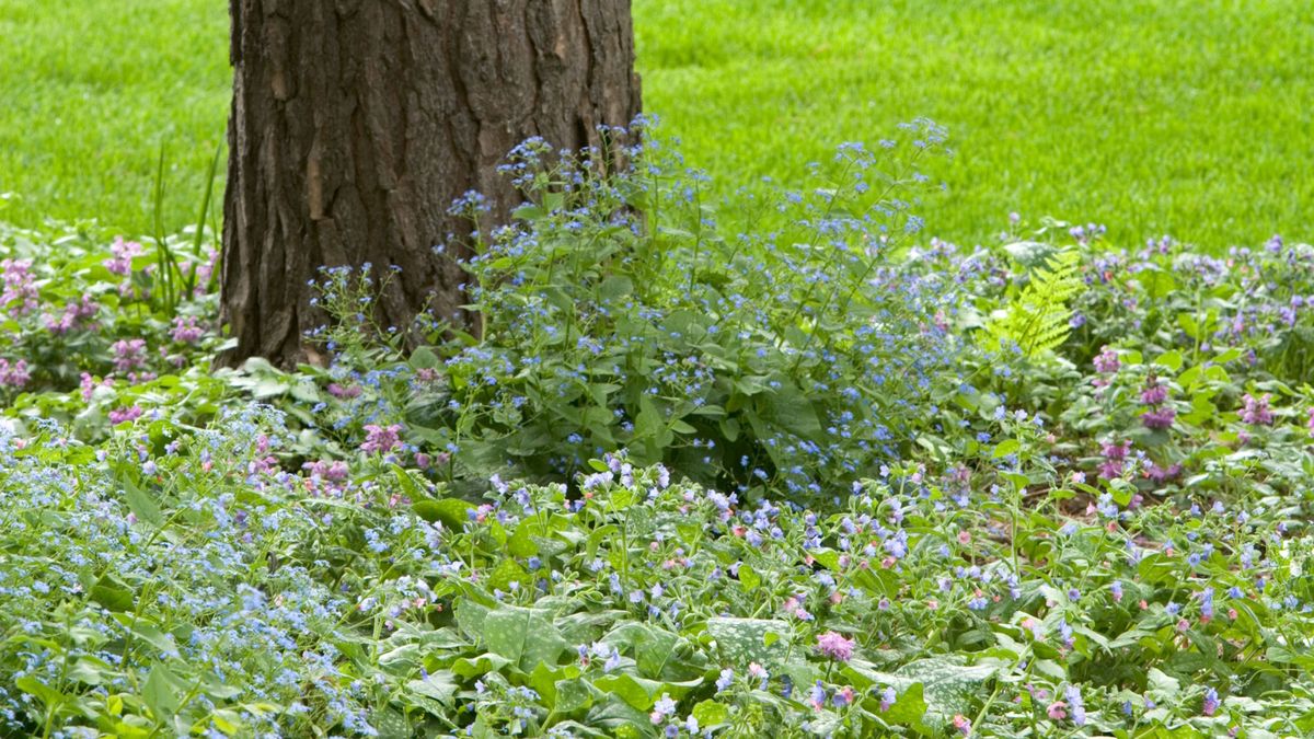 Best ground cover plants for shade: 5 plants for dark spots | Homes and ...