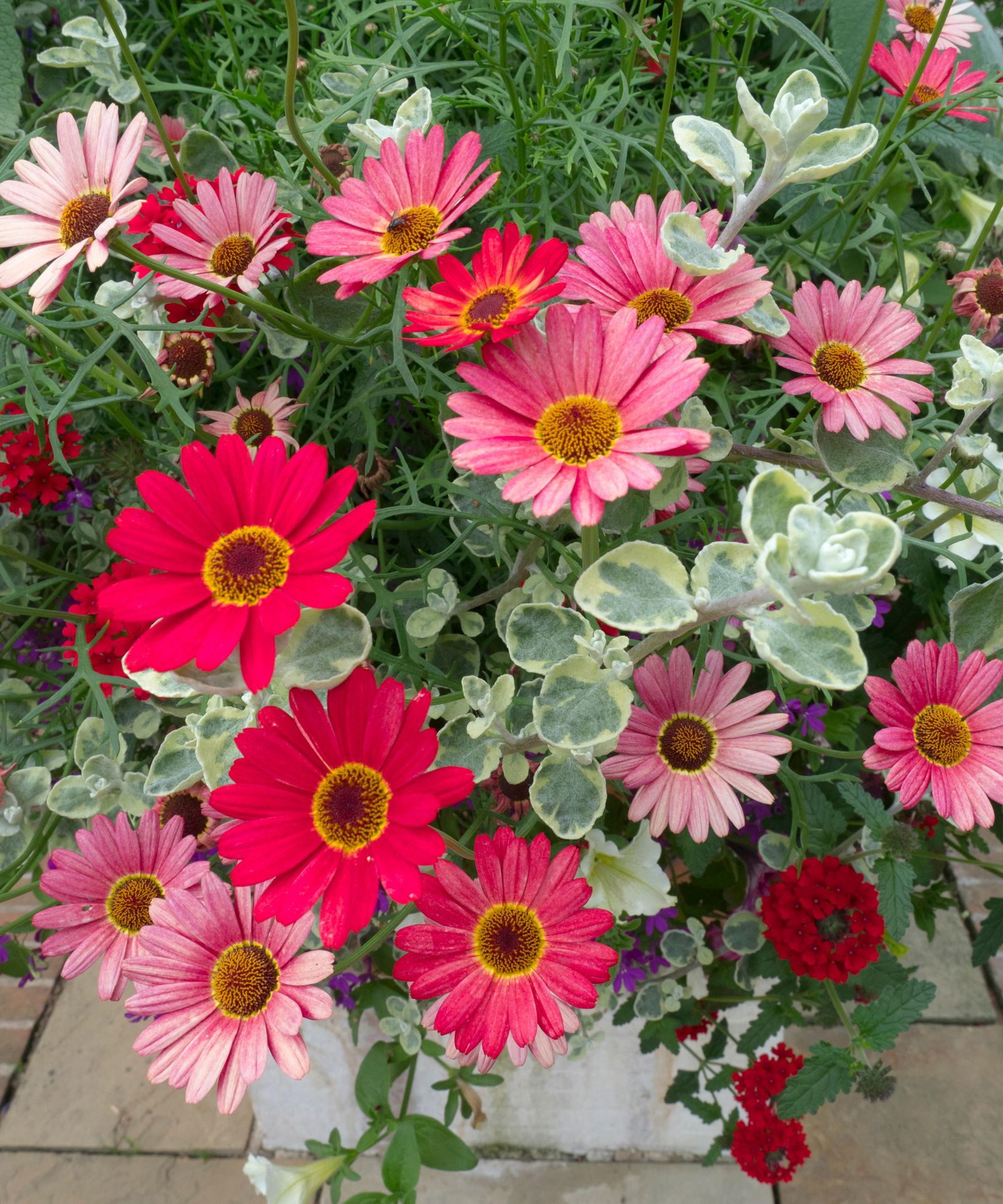 Marguerites care and growing guide: expert tips for success | Gardeningetc