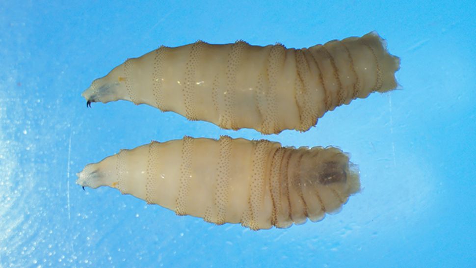 US reports its first New World parasitic screwworm infection in decades ...