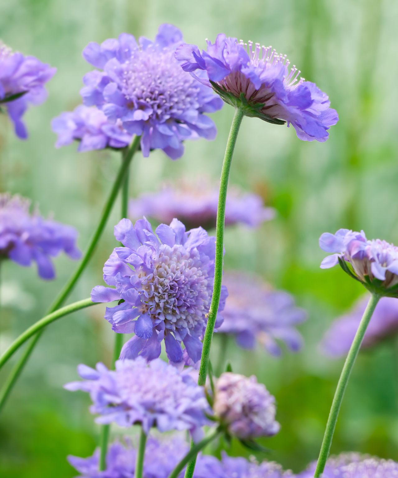 7 Flowers To Grow In September For Glorious Blooms Next Year ...