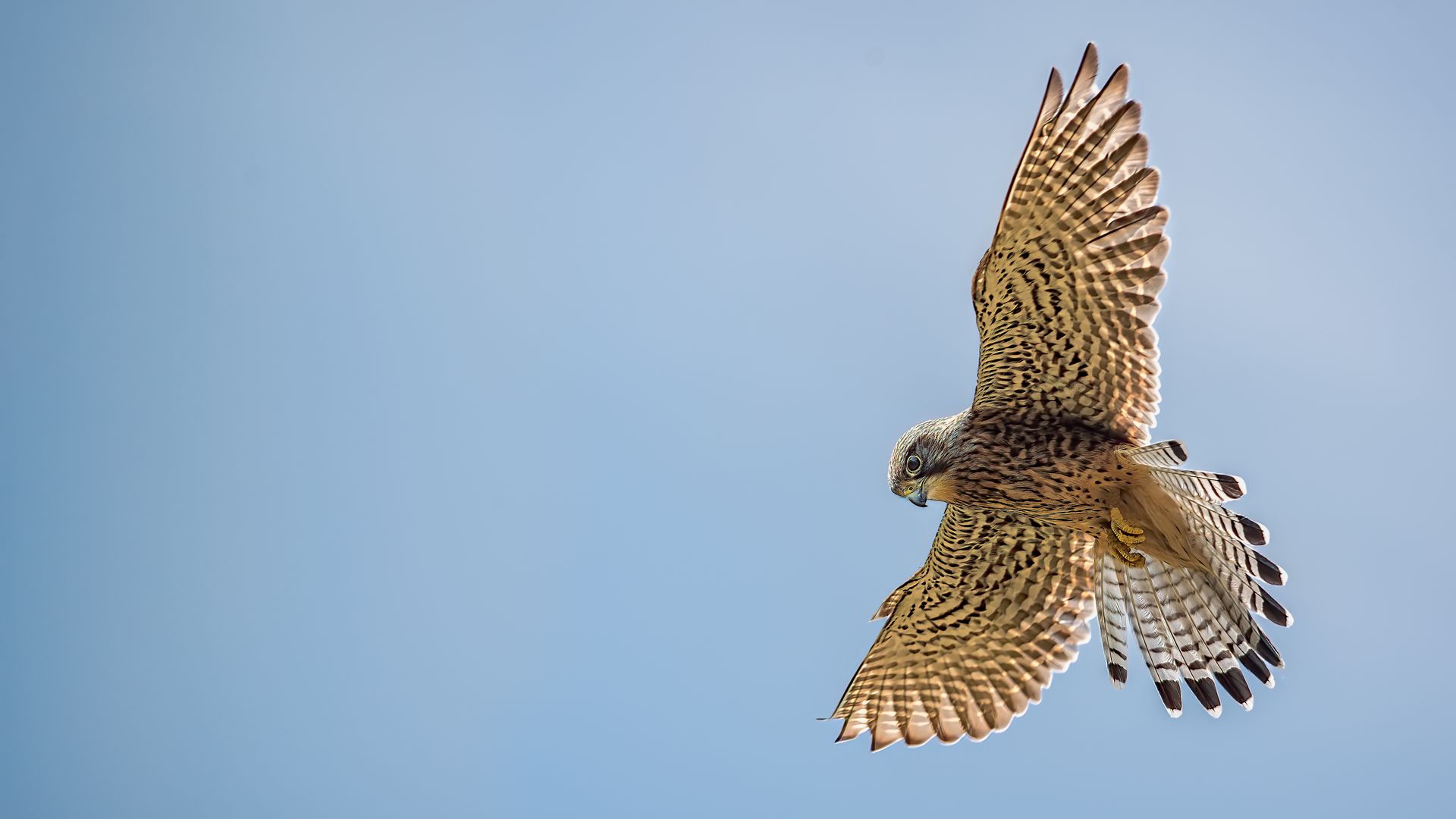5 tips to capture great bird in flight photography | Digital Camera World