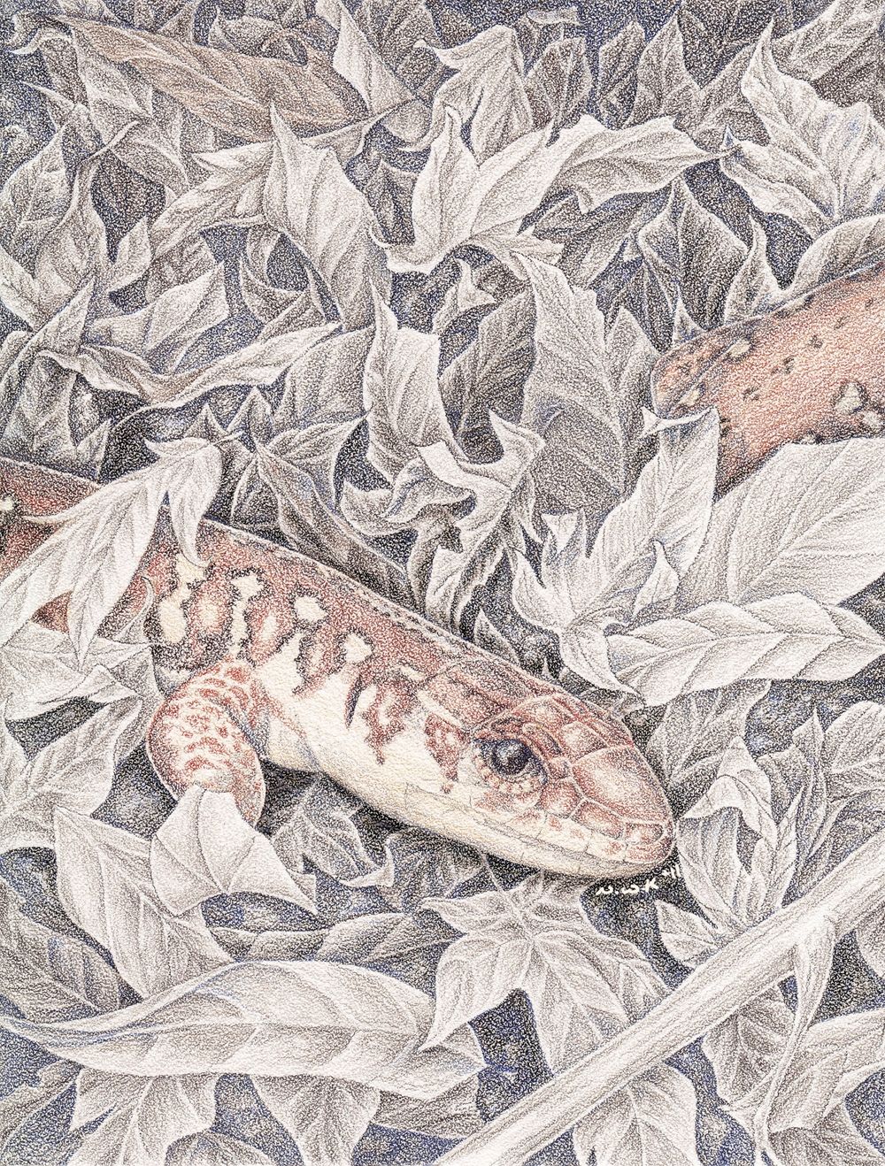 How Hard-Headed Lizards Lost Their Legs | Live Science