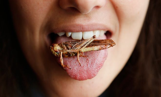 The benefits of eating bugs | The Week