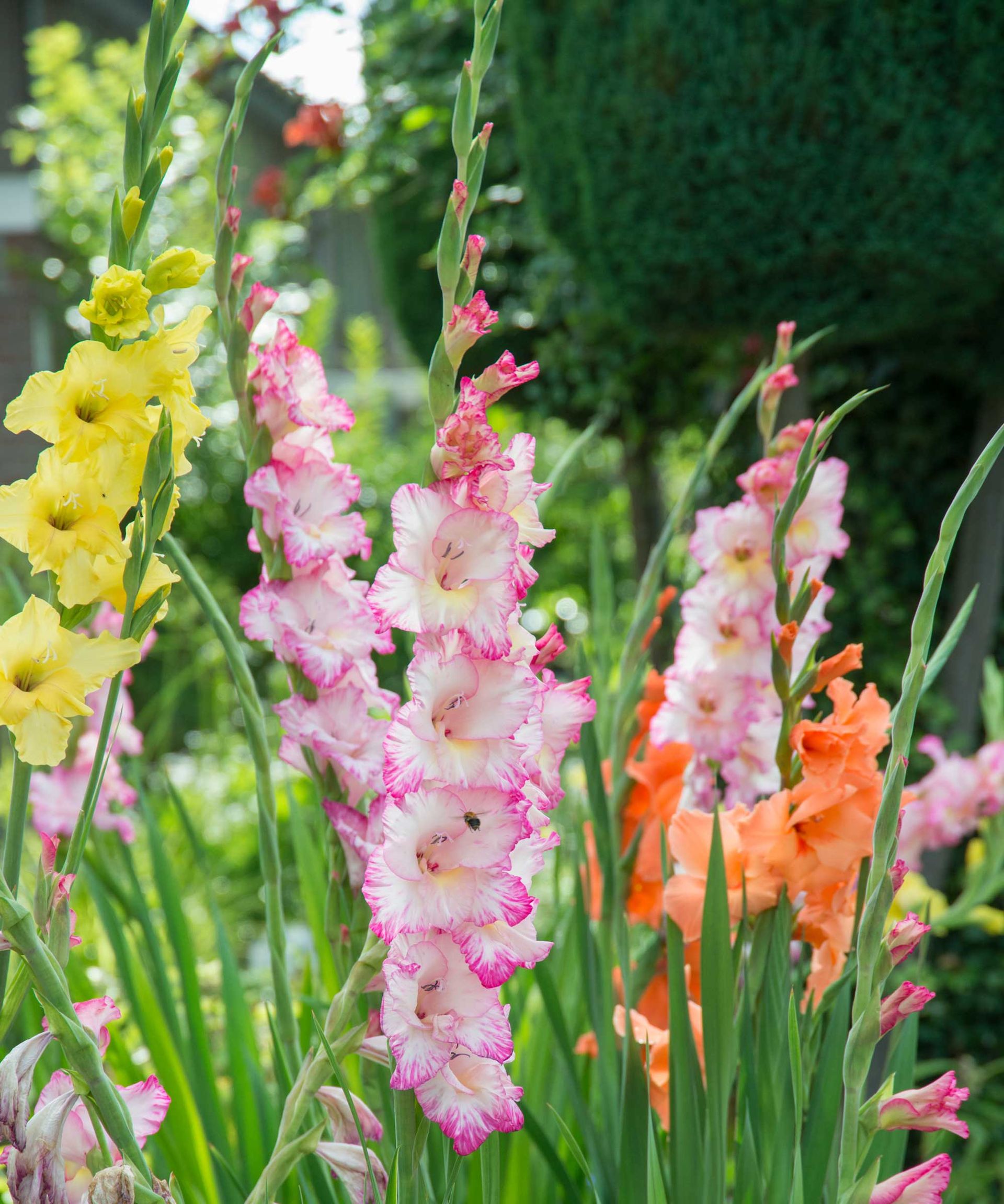 How and when to plant gladioli bulbs: simple growing tips | Gardeningetc