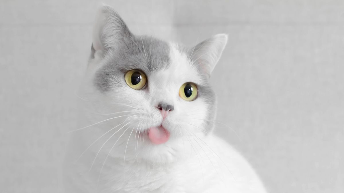 32 types of show-breed cats | PetsRadar