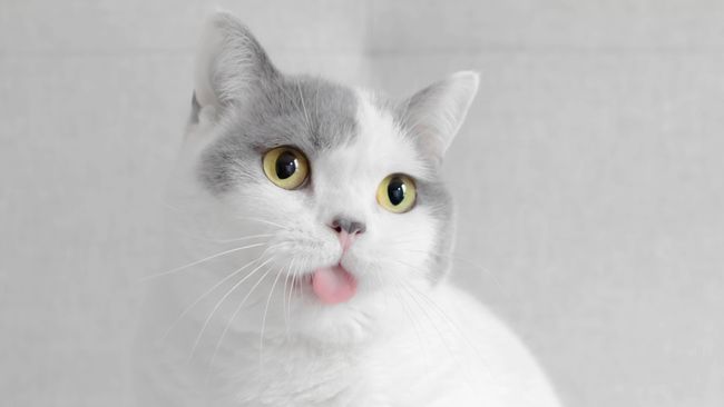 32 types of show-breed cats | PetsRadar