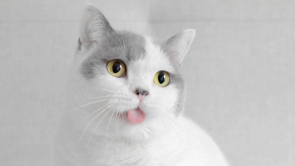 32 types of show-breed cats | PetsRadar
