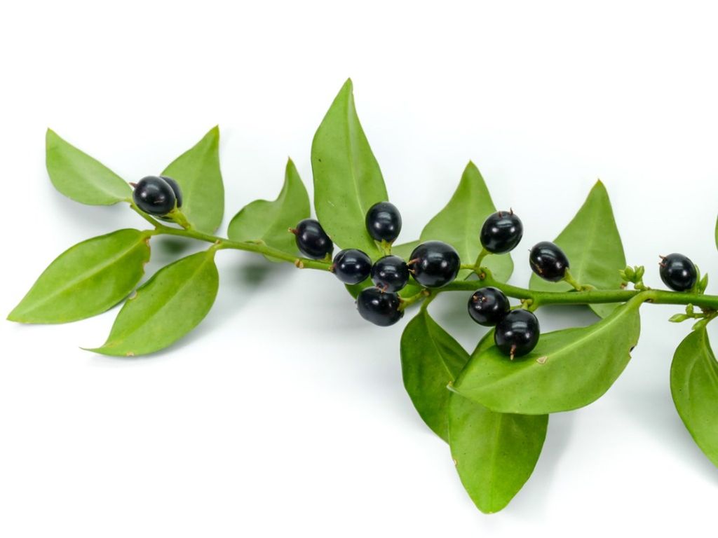 Sarcococca Sweetbox Shrubs - Learn How To Grow Sweetbox Plants ...