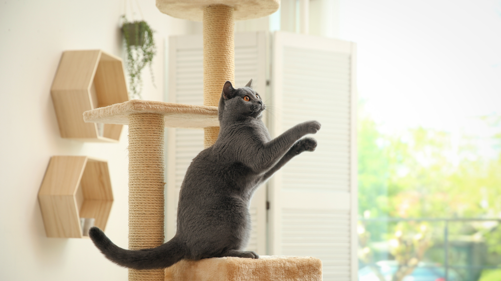 We found the 6 best cat trees for cats who love to climb | PetsRadar