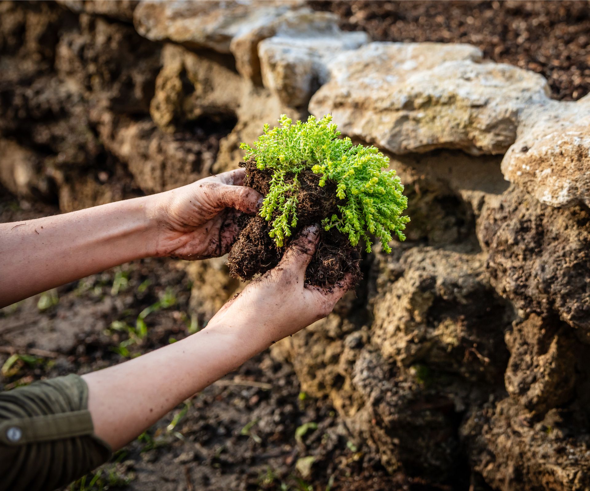 12 Best Alternatives To A Lawn For A Green Plot | Gardening Know How