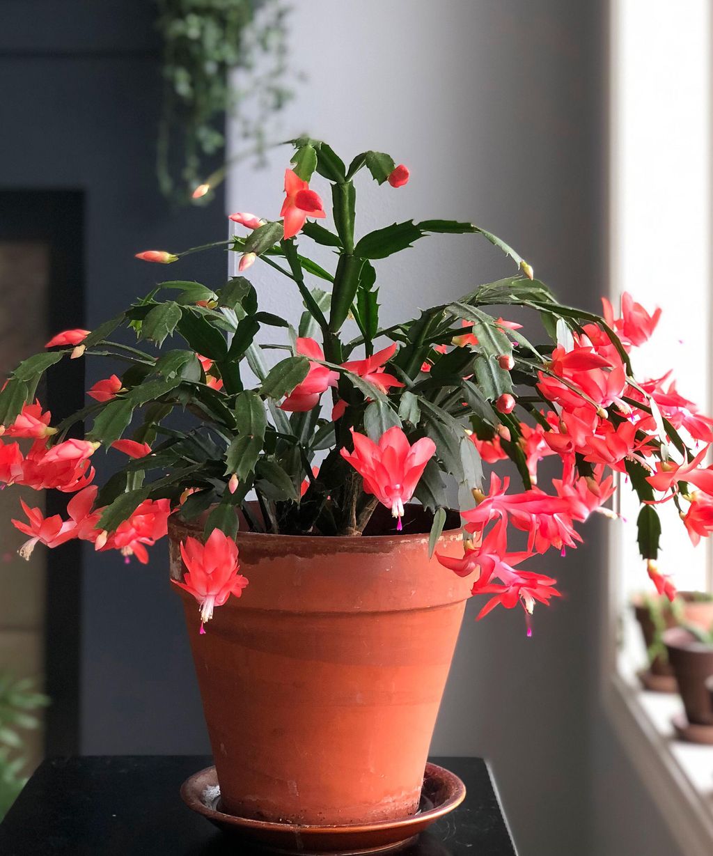Why are the leaves on my Christmas cactus turning purple? | Homes and ...