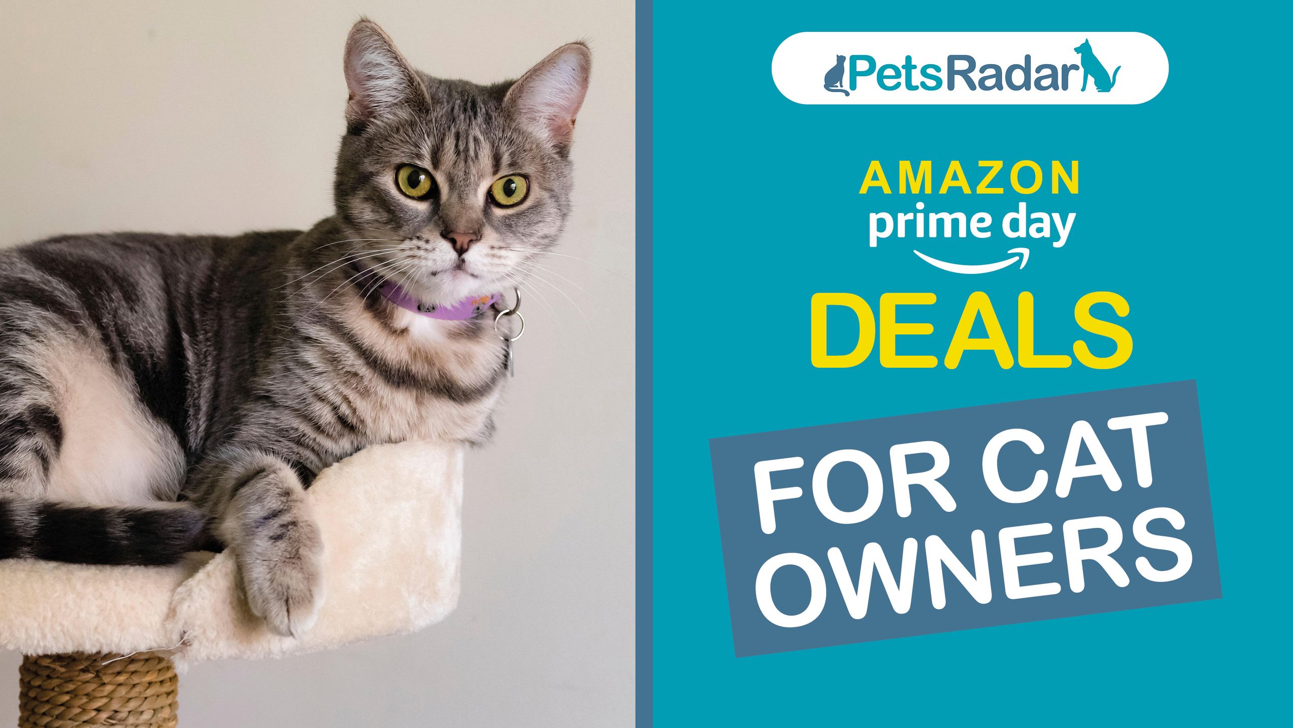 Amazon Prime Day cat deals: Big brands, small prices | PetsRadar