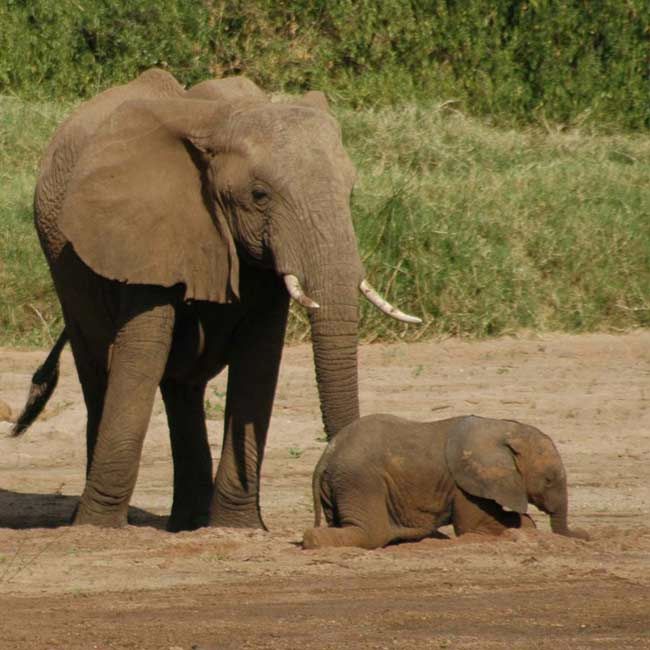 The Perils of Being Huge: Why Large Creatures Go Extinct | Live Science