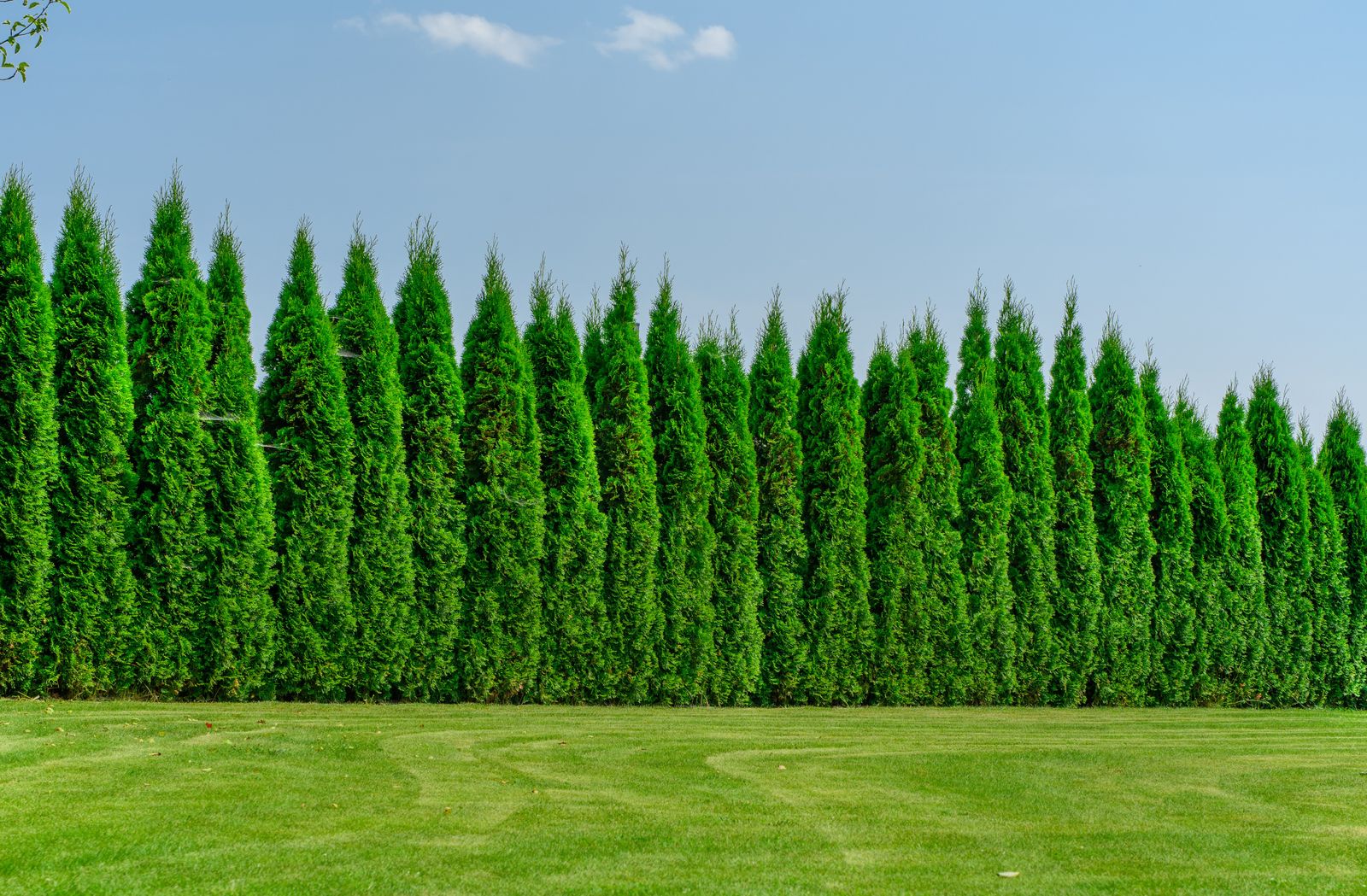 Best Trees for Privacy — 13 Varieties to Help Screen a Yard | Livingetc