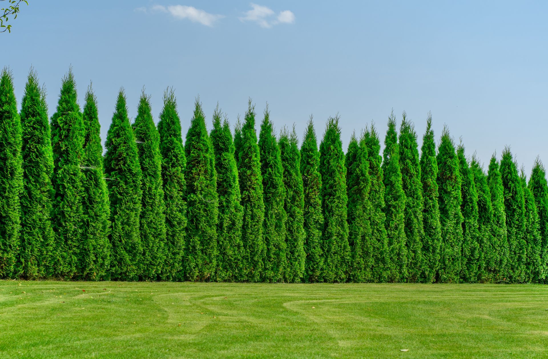 Best Trees for Privacy — 13 Varieties to Help Screen a Yard | Livingetc