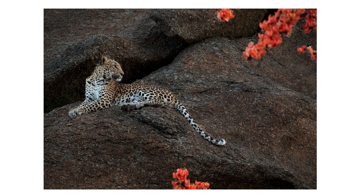Remembering Leopards: latest book in photo conservation series is ...
