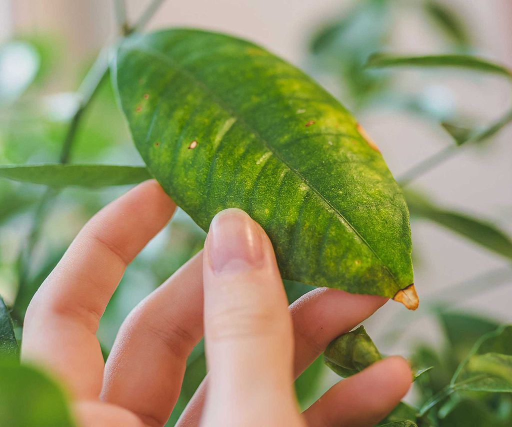 Why are my lemon tree leaves turning yellow? | Homes and Gardens