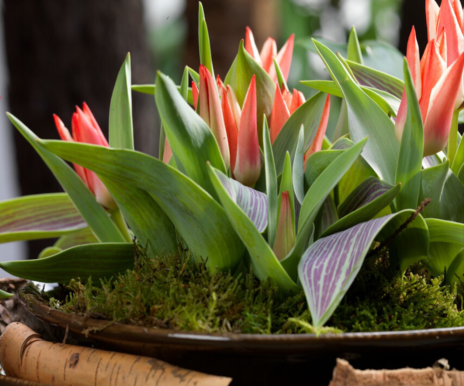 7 of the most popular tulip types explained | Homes and Gardens