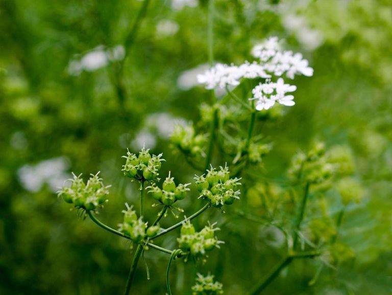 Coriander Seeds: How To Grow Coriander | Gardening Know How