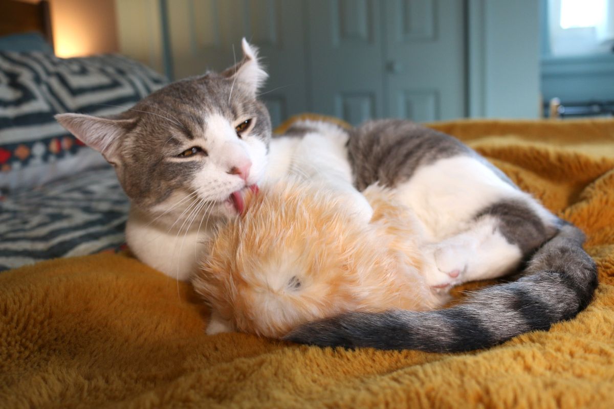 This AI pet is the cutest thing I ever reviewed — and my cat loves it ...