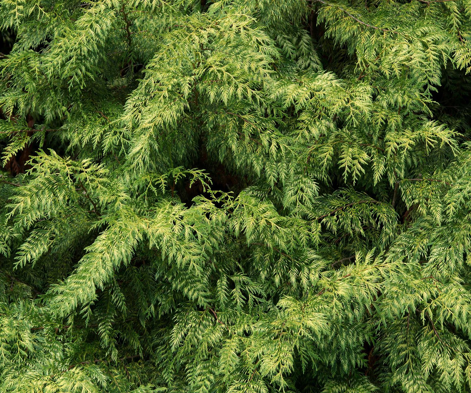 Best front yard hedges for privacy – 10 leafy choices | Homes and Gardens