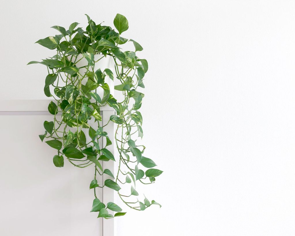 Prune Pothos For A Fuller, More Fabulous Plant | Gardening Know How