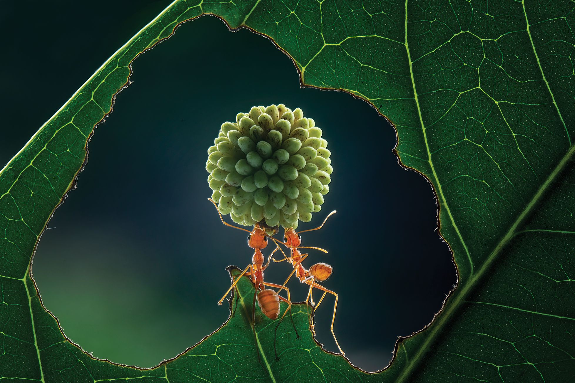 By zooming in on these tiny creatures, I hope to spark curiosity about ...