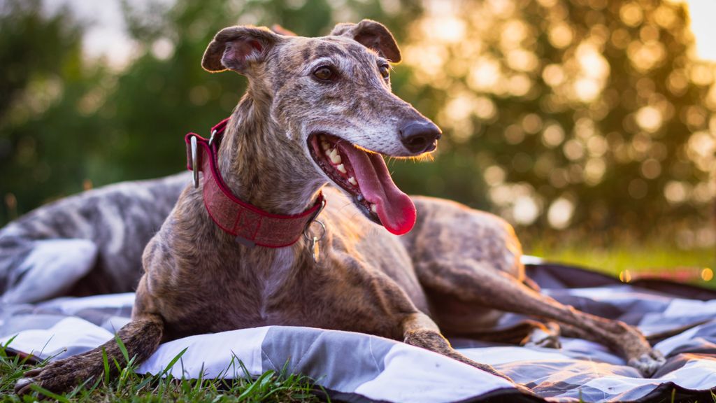 32 low maintenance dog breeds for busy people | PetsRadar