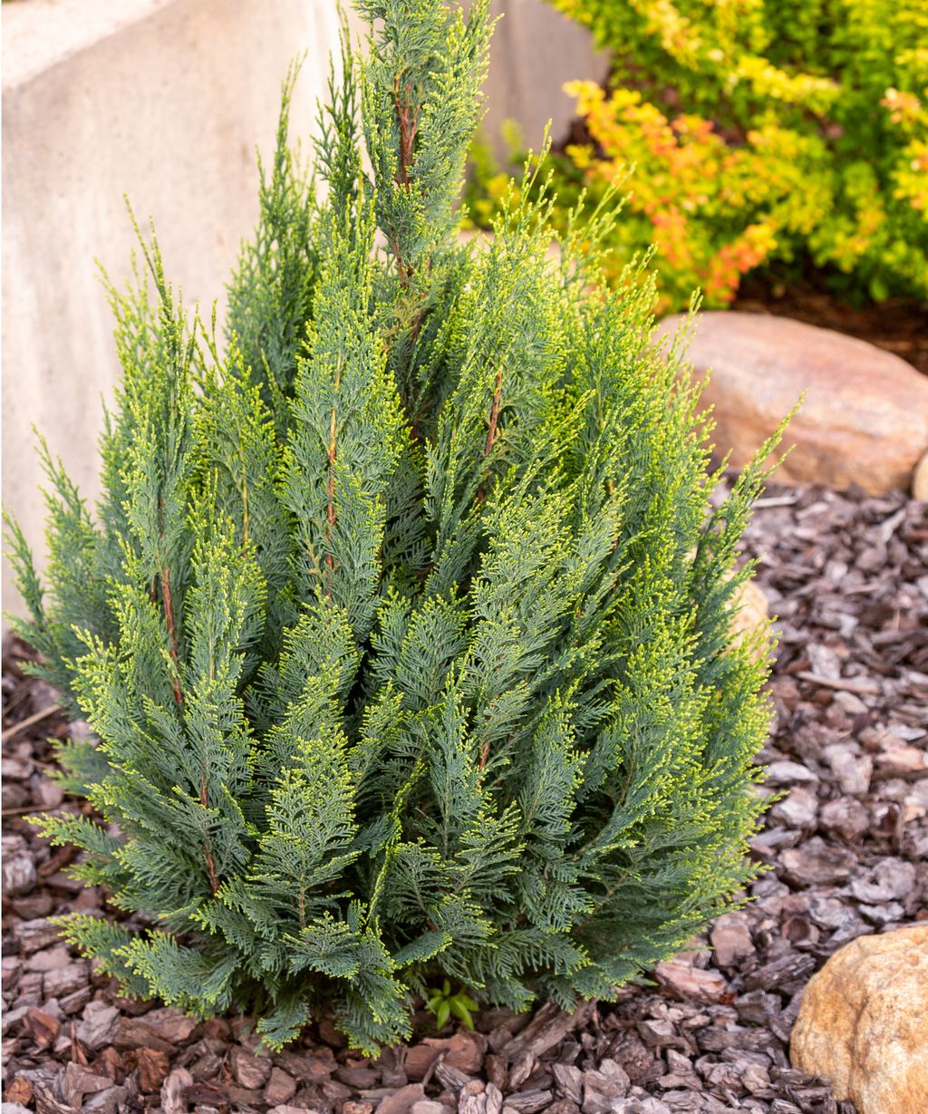 Real mini Christmas tree varieties: 5 tiny alternatives | Homes and Gardens