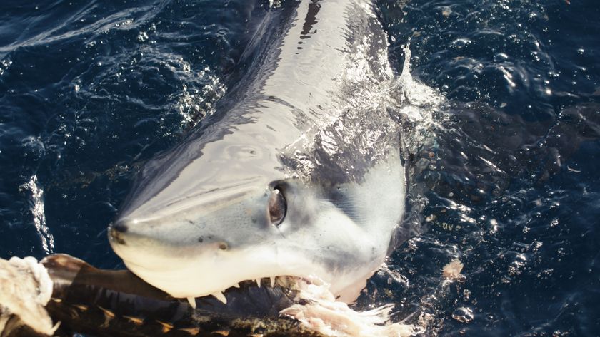 Megalodon was fastest swimming shark ever and could devour an orca in 5 ...