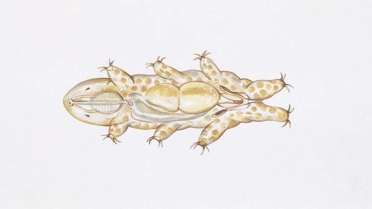 What are tardigrades and why are they nearly indestructible? | Live Science