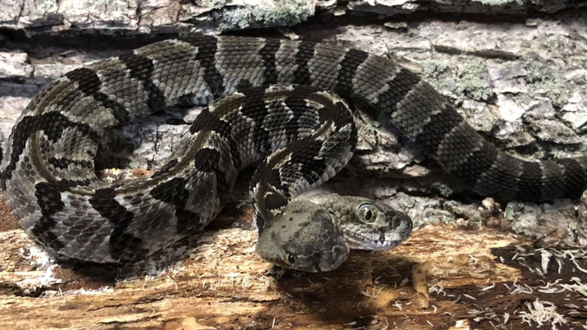 The 14 Wildest Science Stories from 2019 | Live Science
