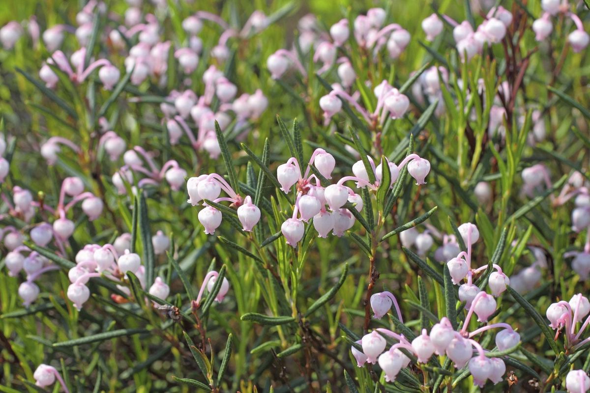 What Is Bog Rosemary - Learn About Marsh Andromeda Plants | Gardening ...
