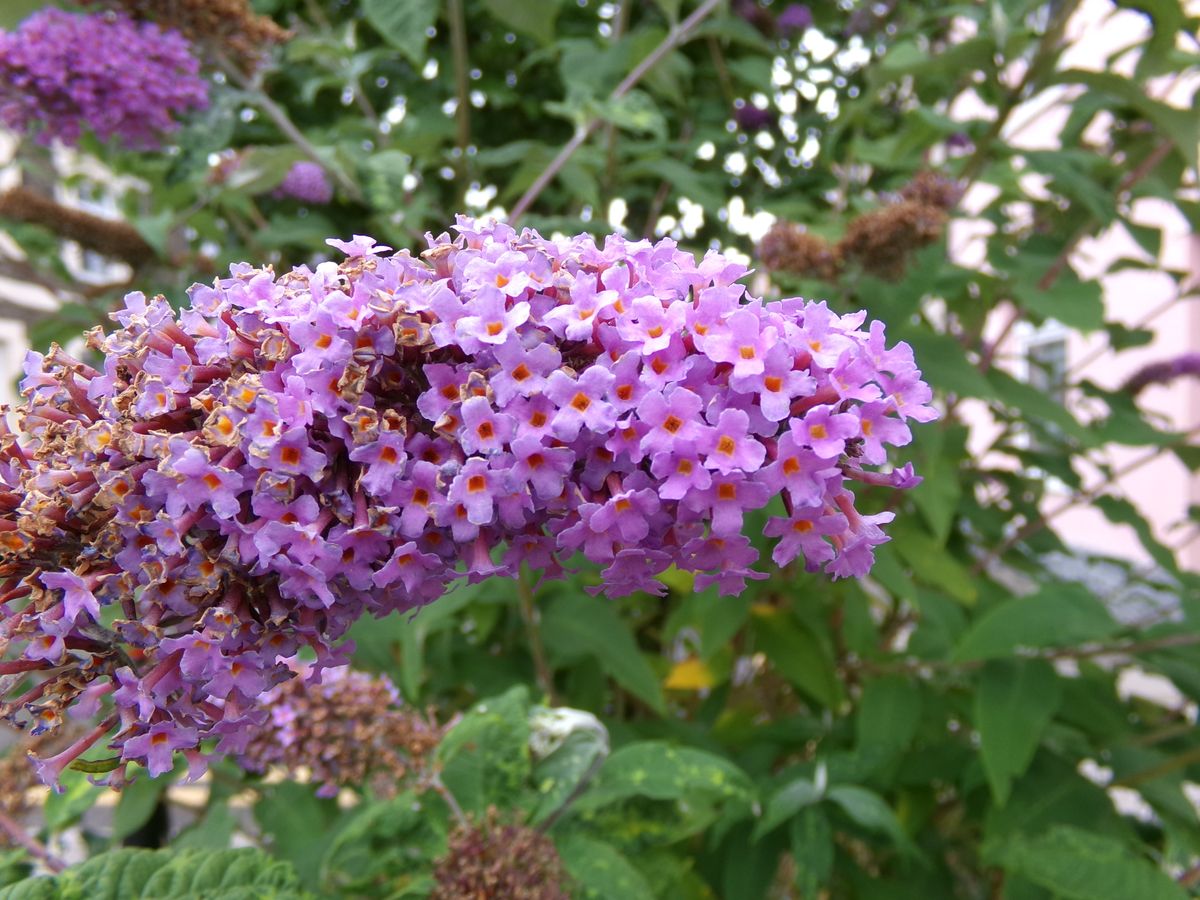 Kodak PixPro AZ255 review: cheap and cheerful superzoom? | Digital ...