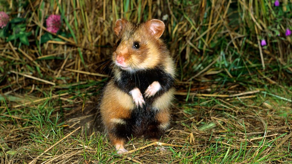 Types of hamsters: Tame pets and wild breeds | PetsRadar