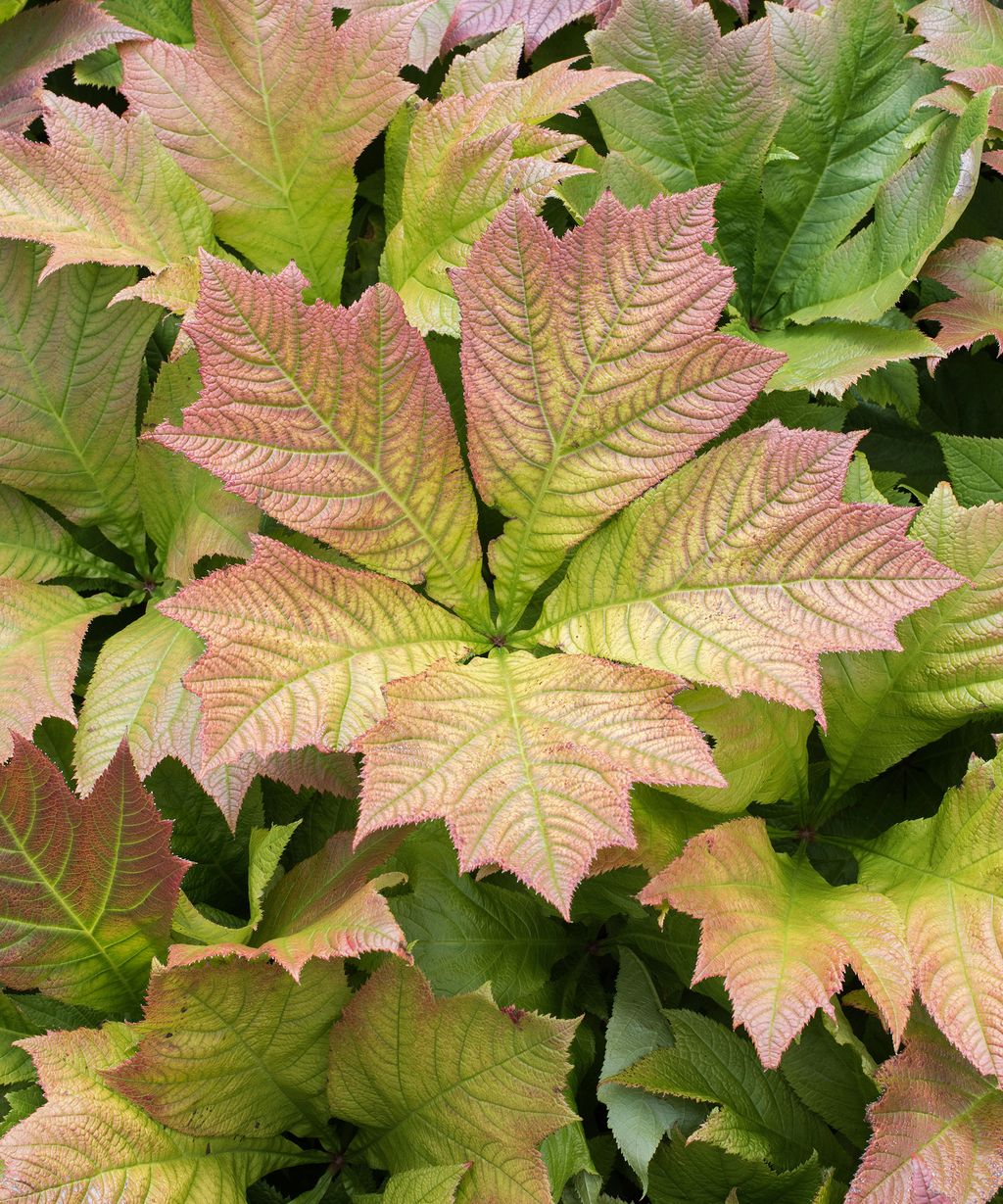 Bog plants: 15 moisture-loving plants for damp areas | Gardeningetc