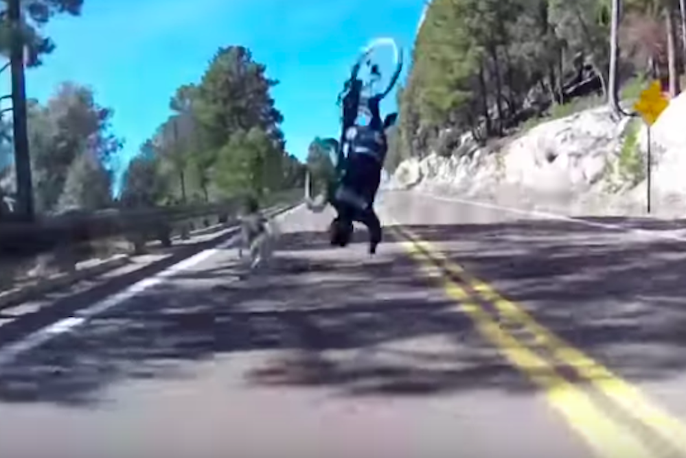Watch moment cyclist thrown over the handlebars after deer runs in ...