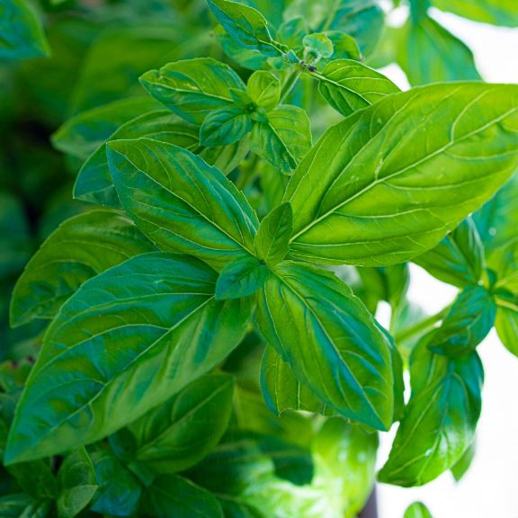 Tips & Information about Basil | Gardening Know How