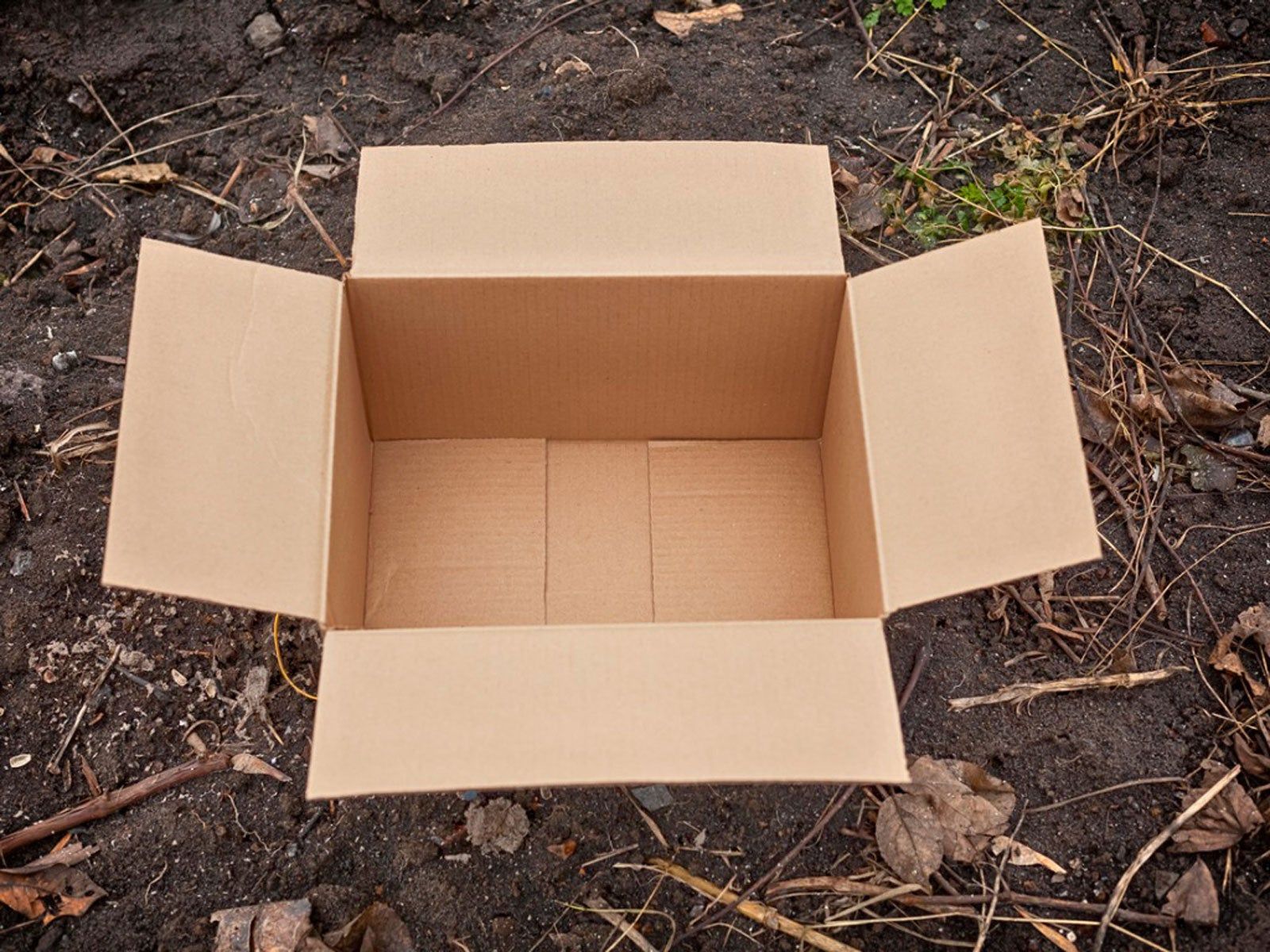 Potato Plant Box Info: How Can You Grow Potatoes In A Cardboard Box ...