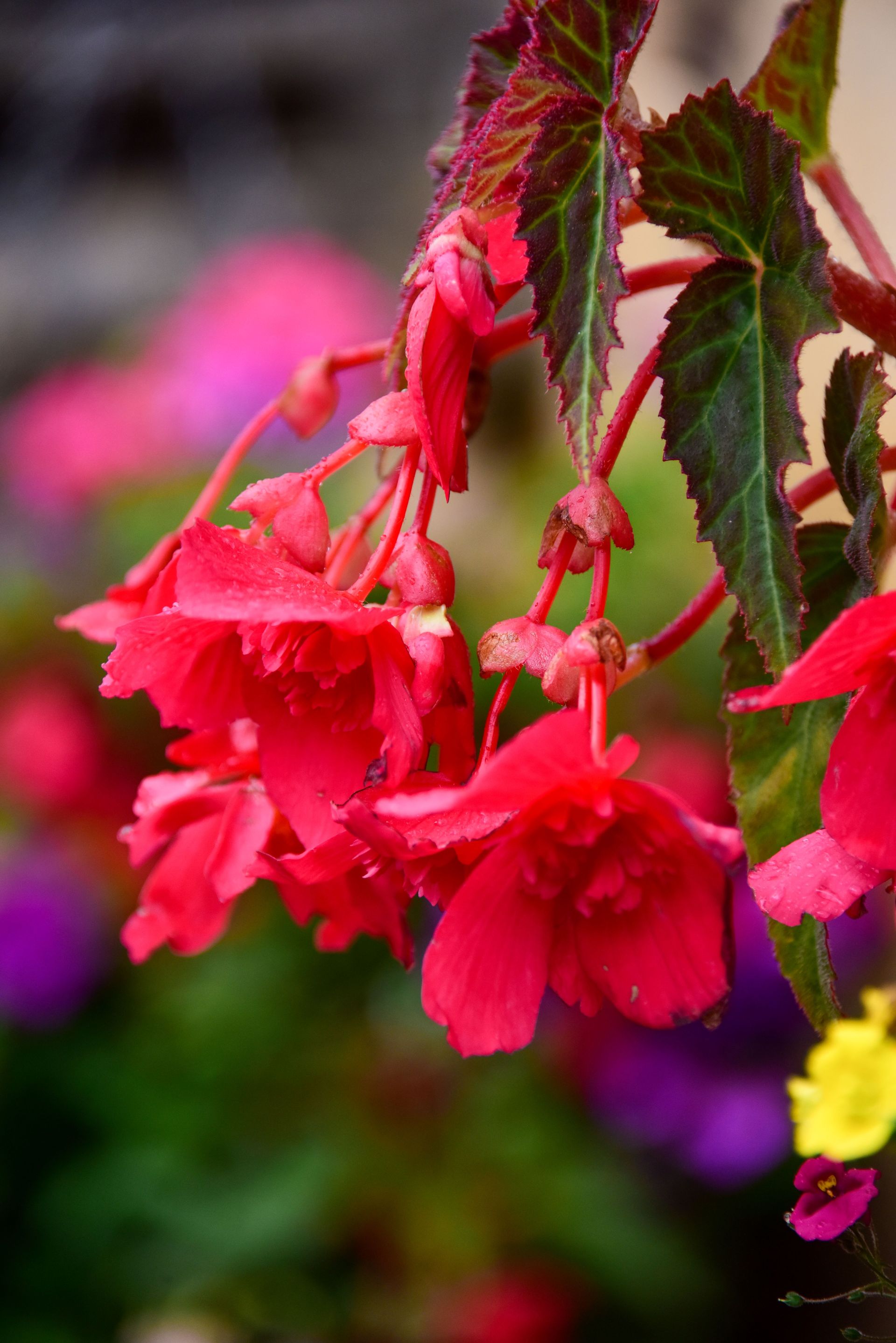 How to keep begonias blooming all season long | Homes and Gardens