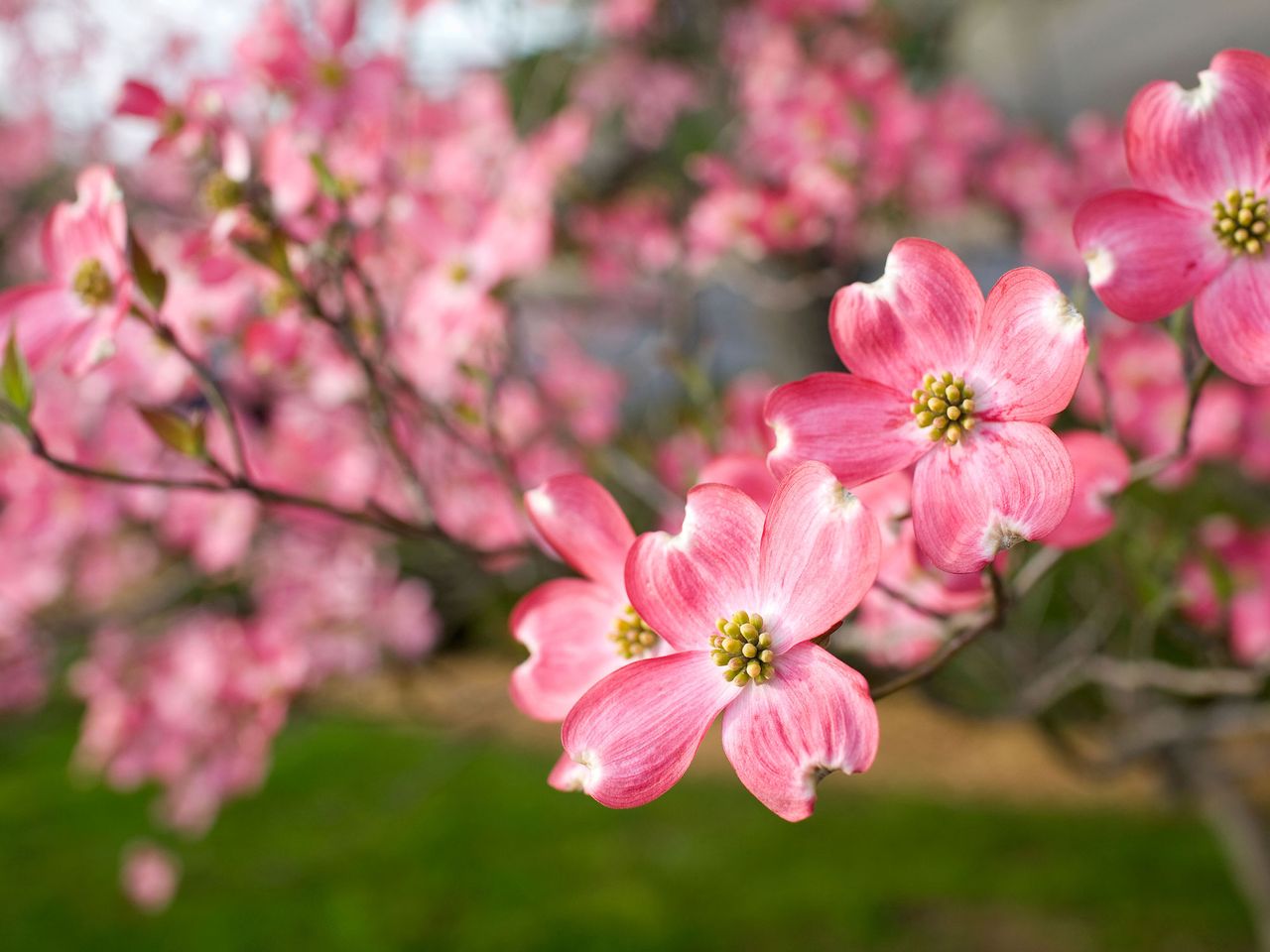 The 8 best trees to bring songbirds to your backyard | Livingetc