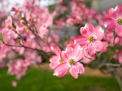 The 8 best trees to bring songbirds to your backyard | Livingetc