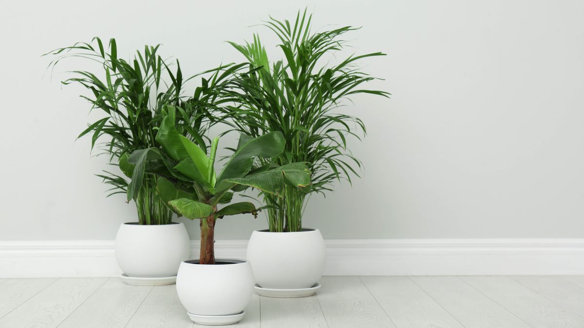 5 houseplants that will help prevent mold in your home | Tom's Guide