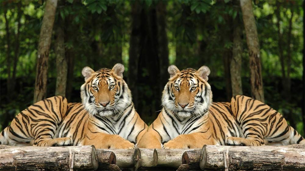 Tiger Species of the World | Tiger Species | Live Science