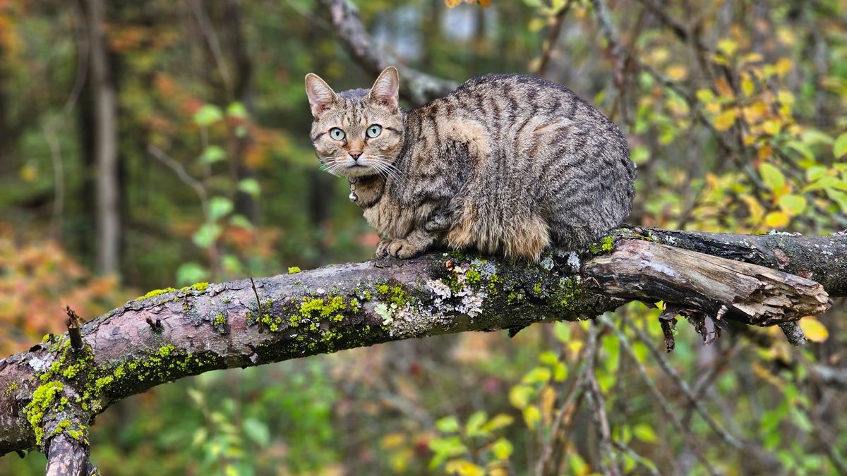 32 types of rare cat breeds | PetsRadar